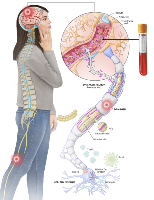 Molecular and cellular